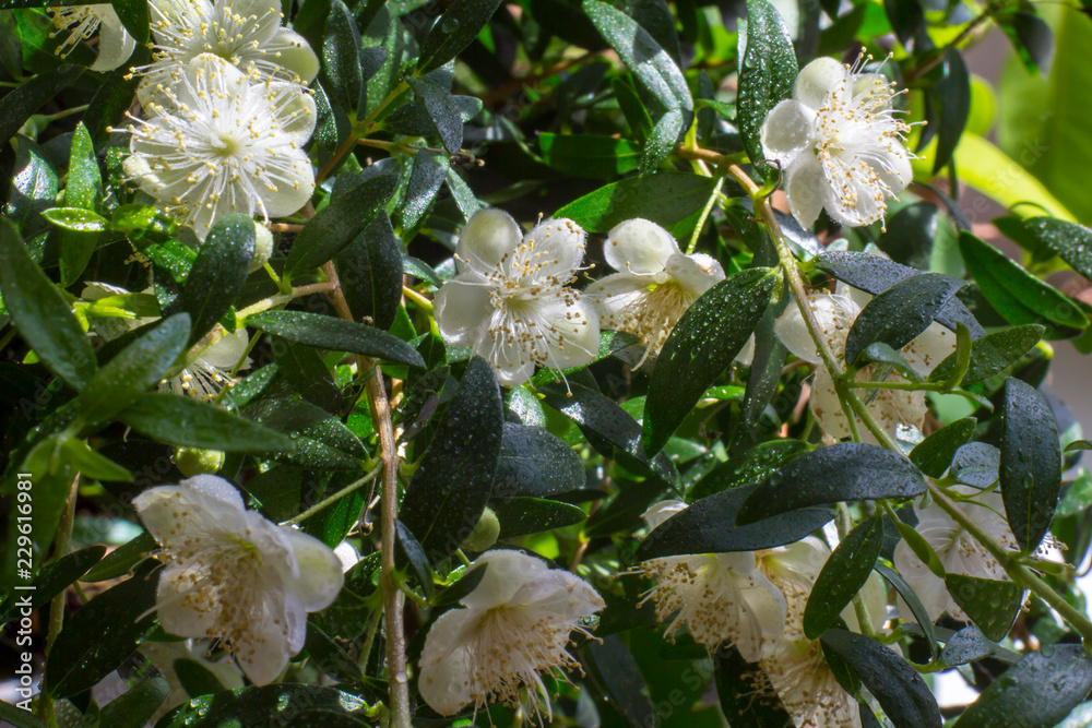 Branches with flowers of Myrtle (Myrtus communis) close-up Stock Photo ...