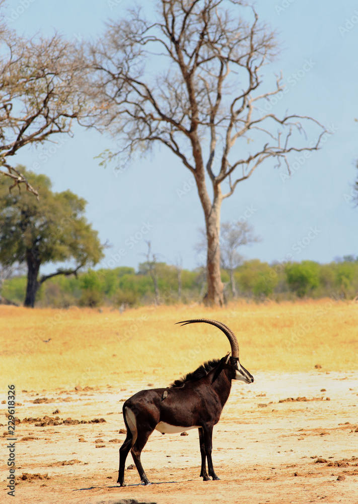 Sable Antelope Running