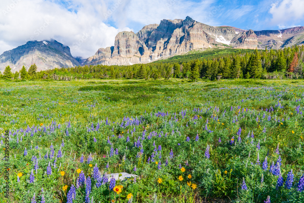 Wildflowers Of Glacier National Park Montana | Best Flower Site