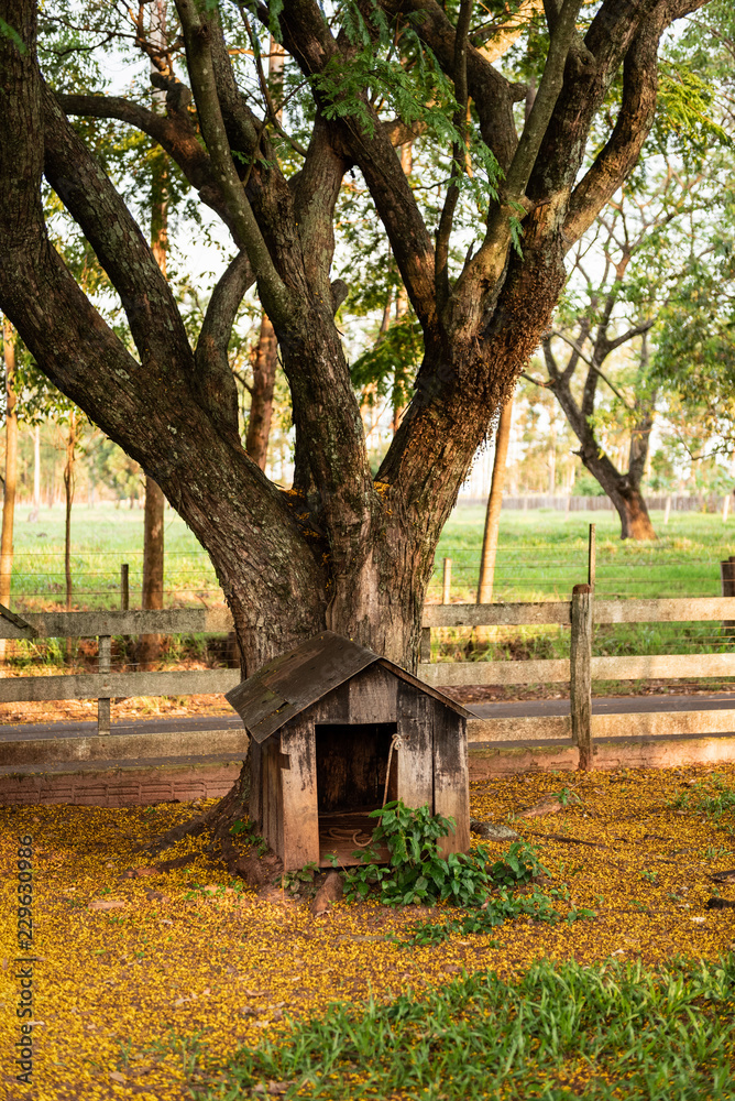 Old and abandoned dog house under a sibipiruna tree Stock Photo | Adobe ...