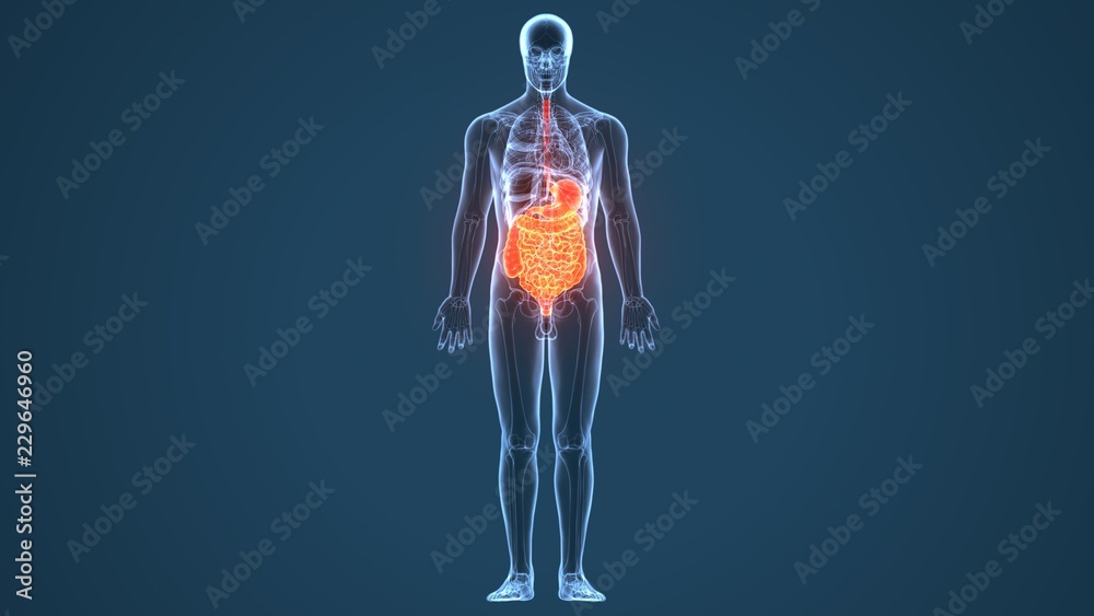 3d illustration of human body digestive system anatomy Stock ...