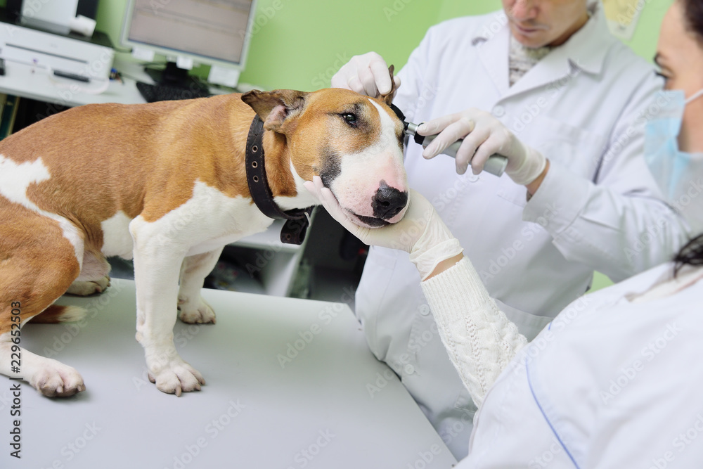 the veterinarian checks the ears or hearing of the dog pitbull Terrier ...
