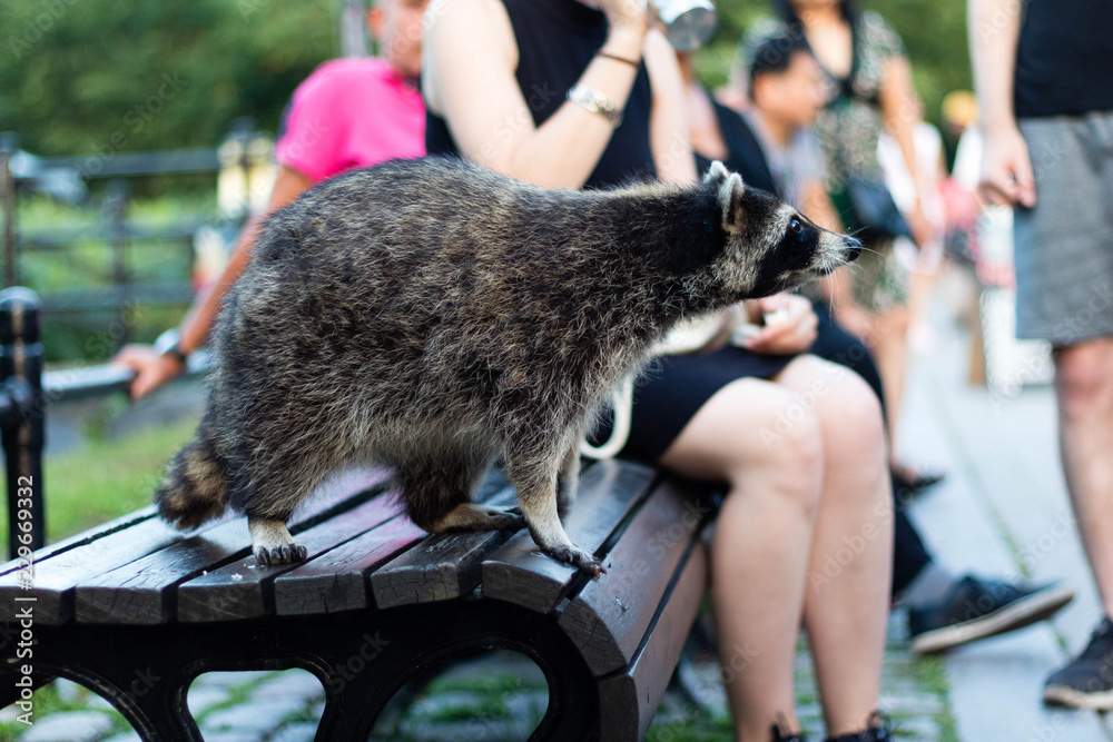 A raccoon on the Mount-Royal mountain, in Montreal, Quebec, Canada. A ...