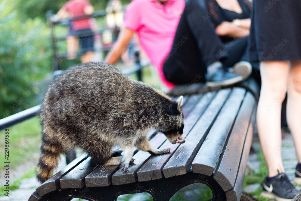 A raccoon on the Mount-Royal mountain, in Montreal, Quebec, Canada. A ...