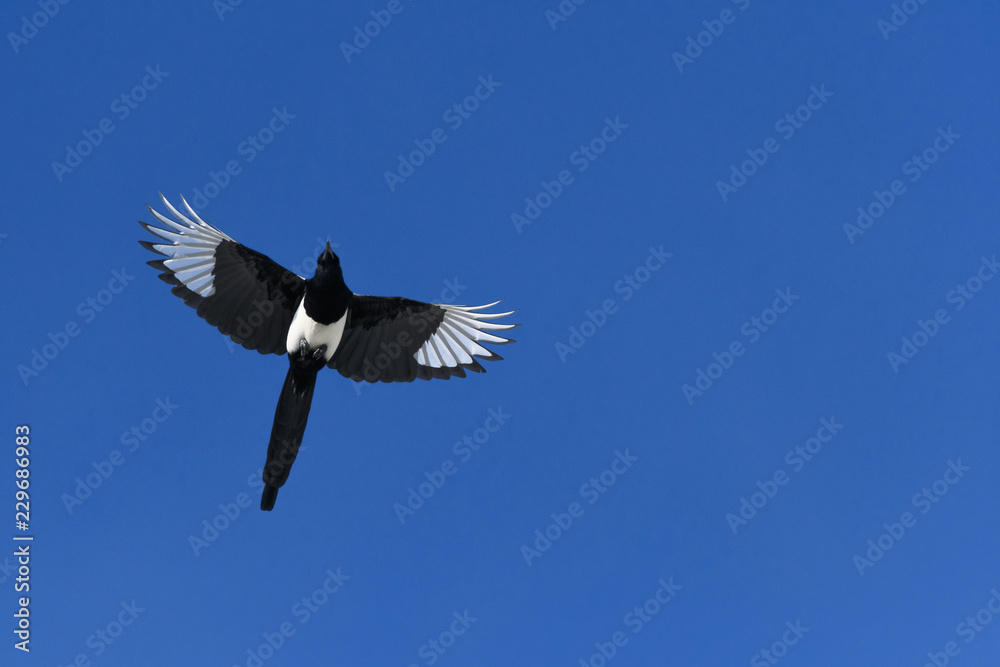 Black Billed Magpie Flying
