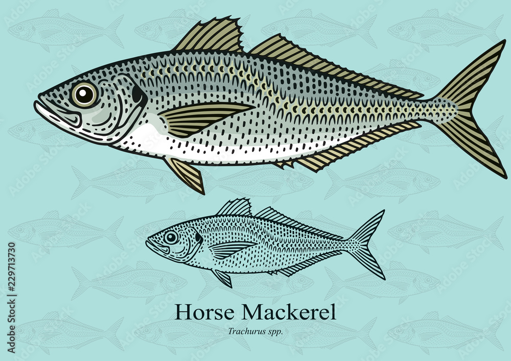 Horse Mackerel. Vector illustration with refined details and optimized ...