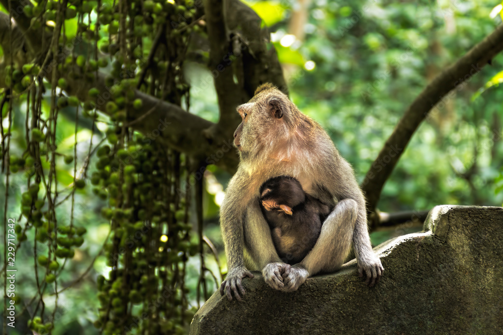 Foto de Portrait of female Balinese long-tailed monkey with her infant ...