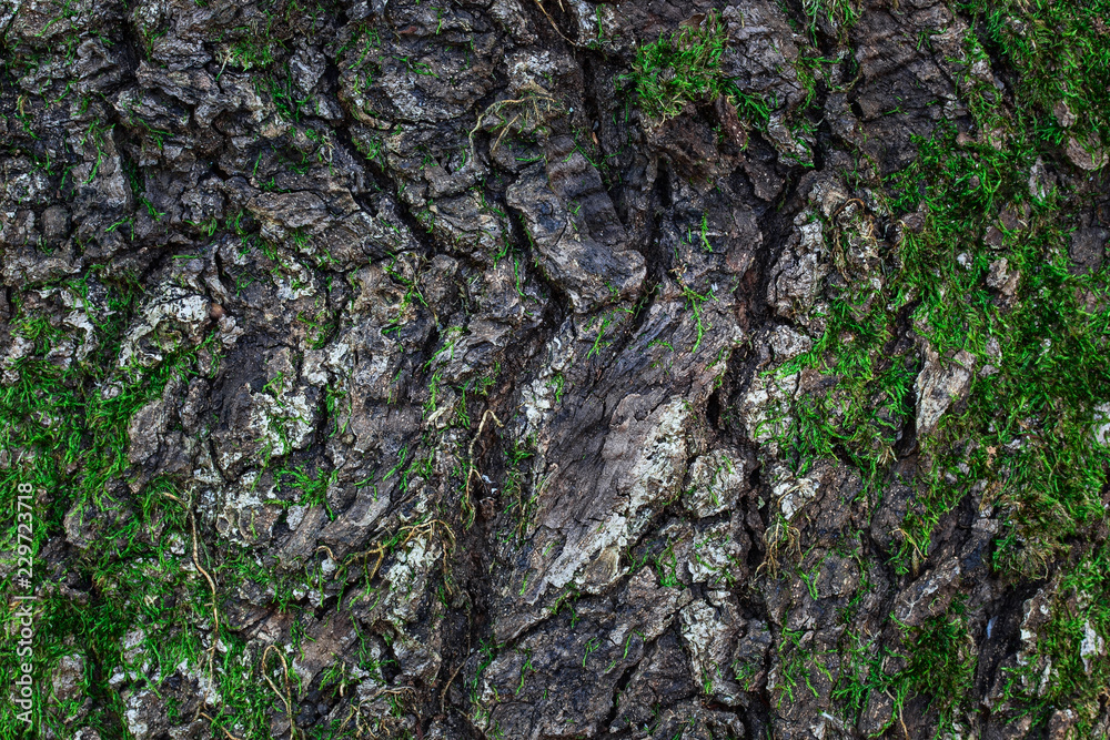 Dark Moss Texture