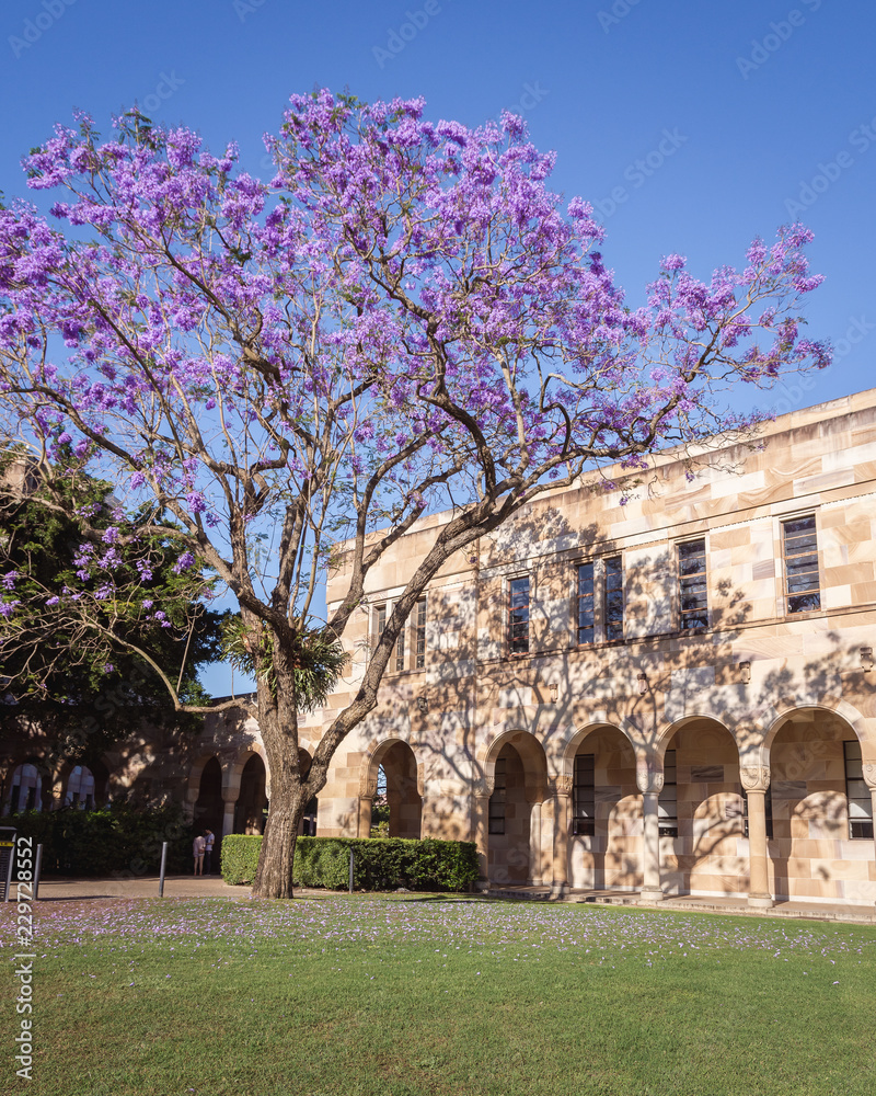 A jacaranda tree in bloom at the University of Queensland Stock Photo ...