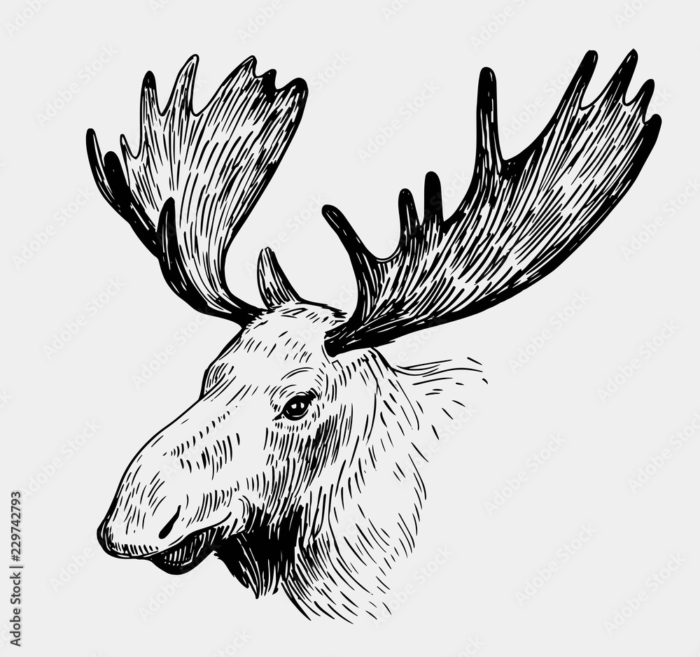 Moose head. Hand drawn sketch converted to vector Stock Vector | Adobe ...