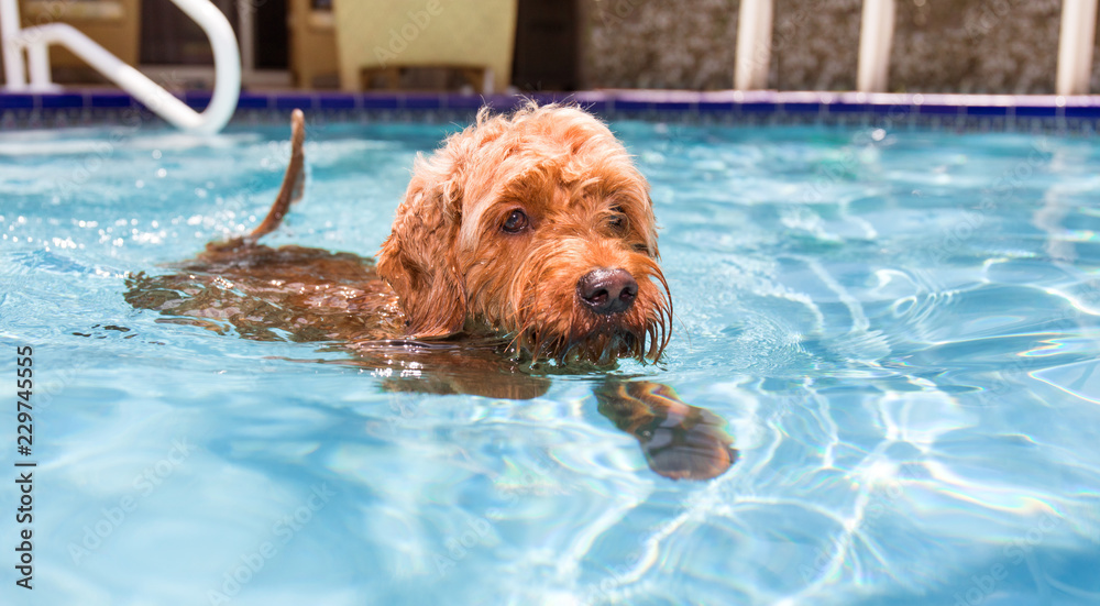 Miniature golden doodle swimming in pool Stock Photo | Adobe Stock