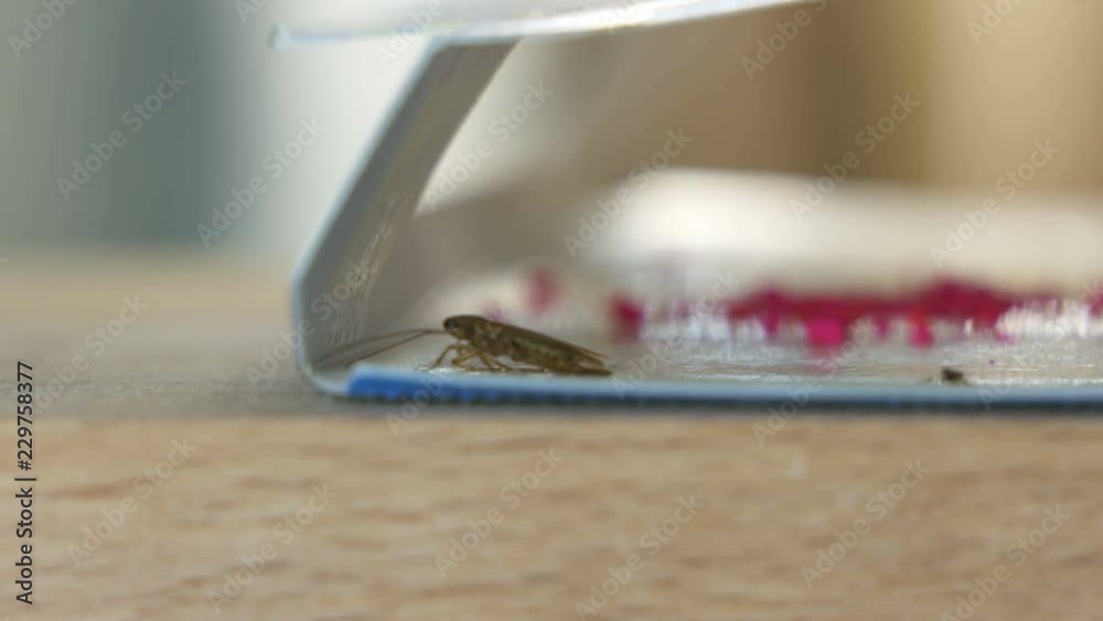 Using cockroach traps sticky glue with bait to kill roaches in the ...