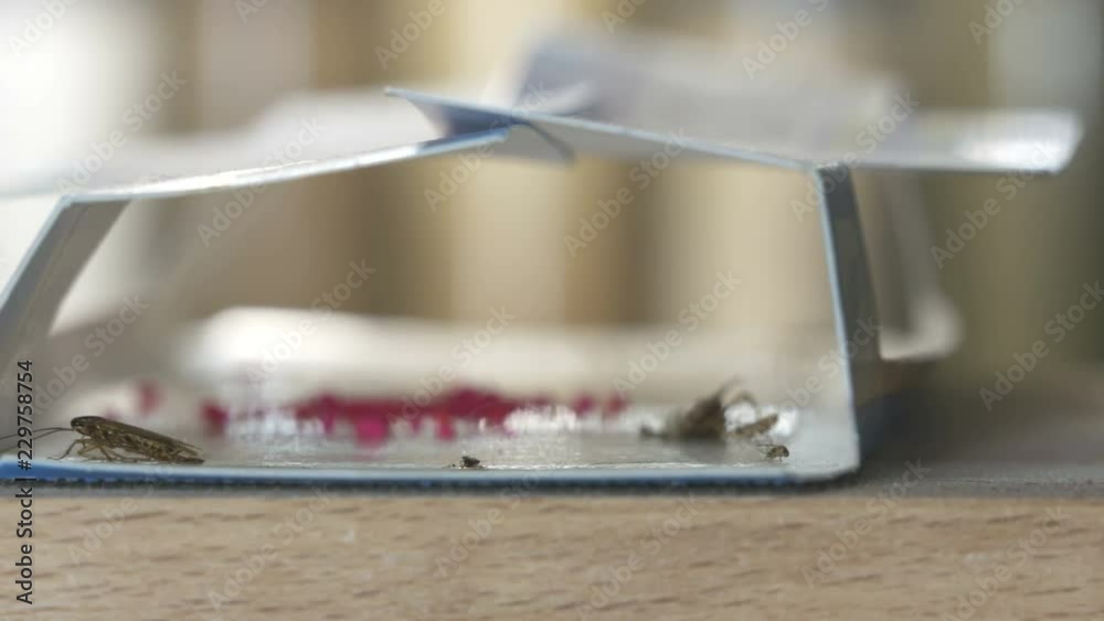 Using cockroach traps sticky glue with bait to kill roaches in the ...