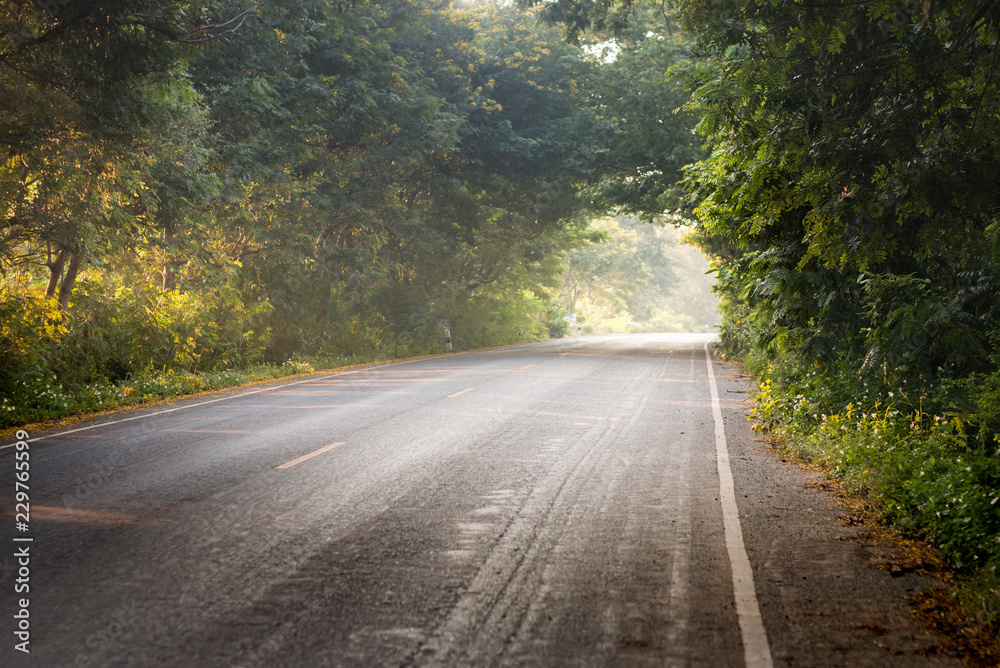 tree tunnel and road in countrysind thailand Stock Photo | Adobe Stock