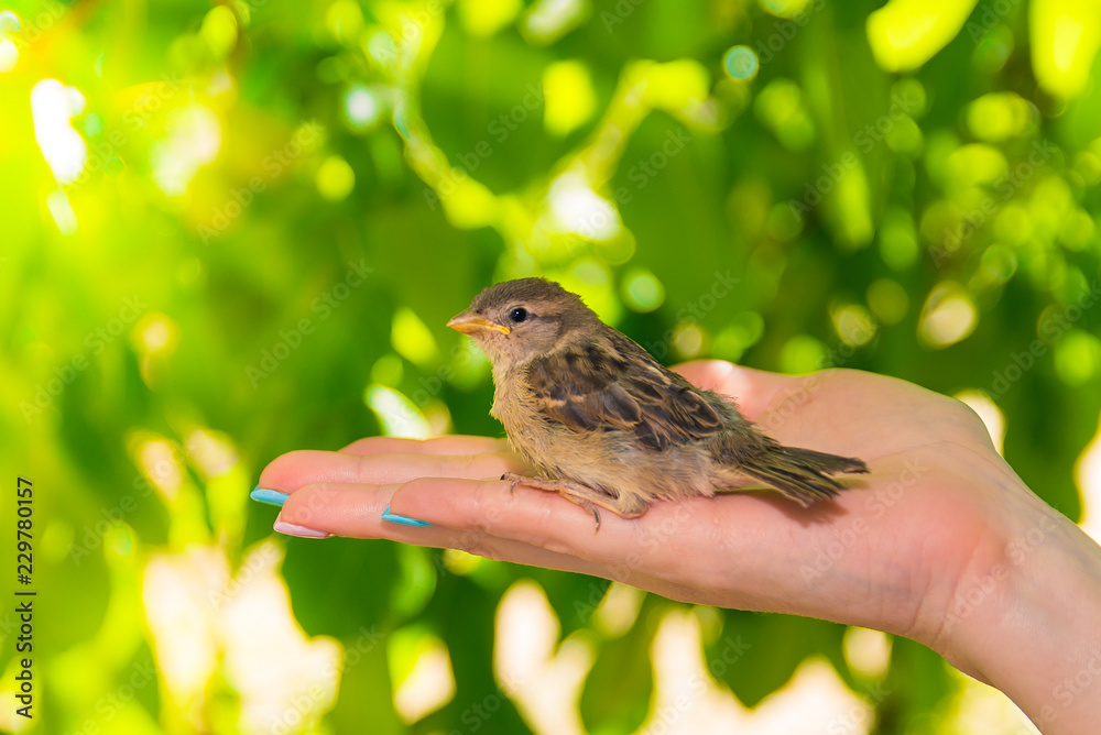 a small bird sitting on the palm of your hand, green background, Stock ...