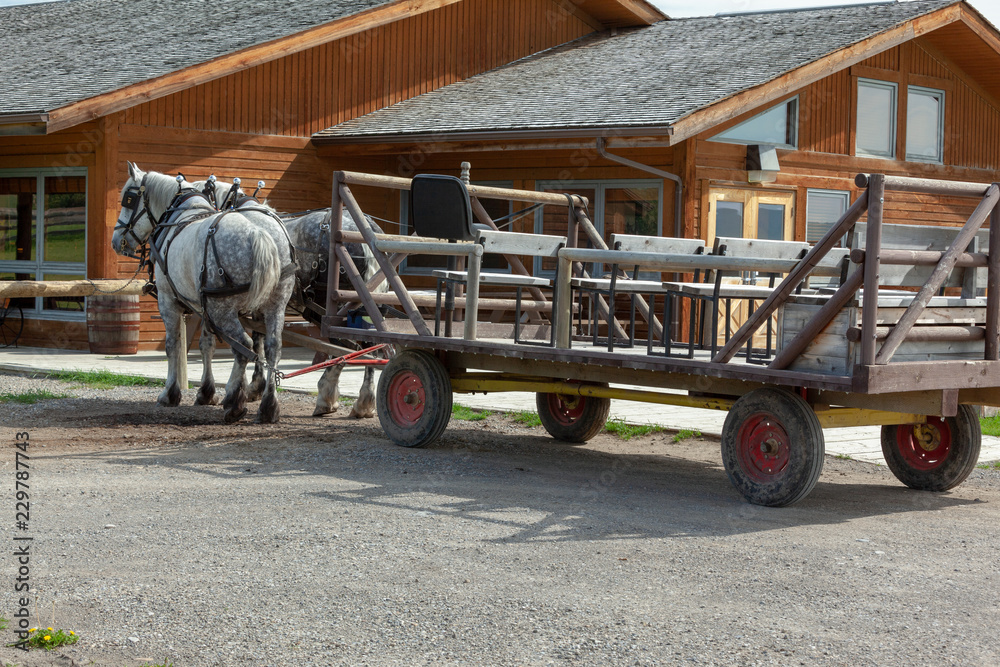 Horse hitch with caleche with team of white Percheron horses full back ...