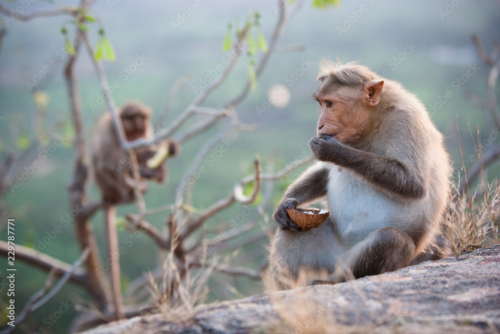 Macaque monkey eating a coconut at sunset in Hampi, ancient capital of ...