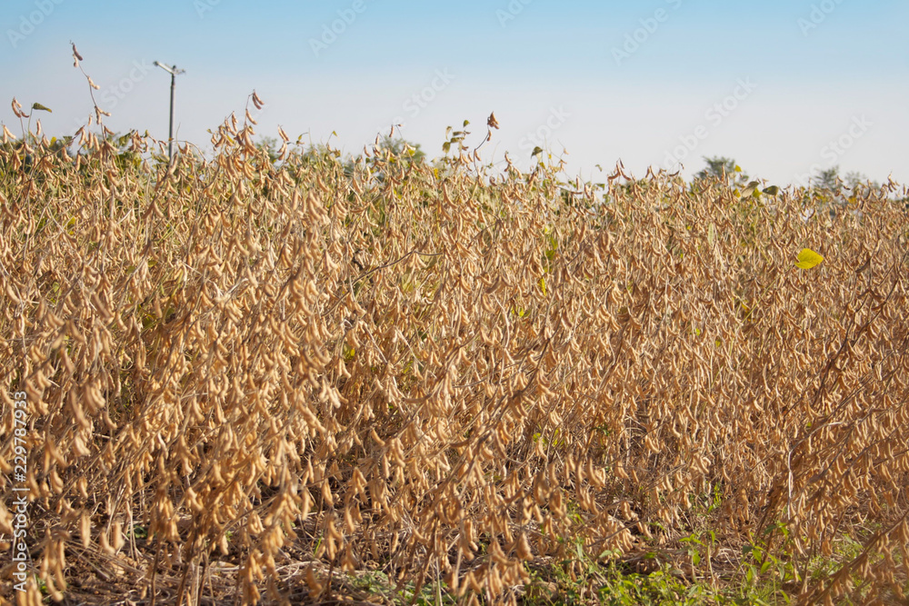 Soybean Field Ripe