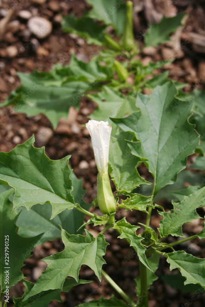 Foto de Jimson weed with white flowers. Datura stramonium also known as ...