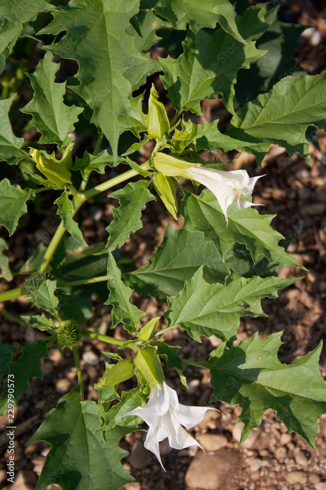 Jimson weed with white flowers. Datura stramonium also known as Devil's ...