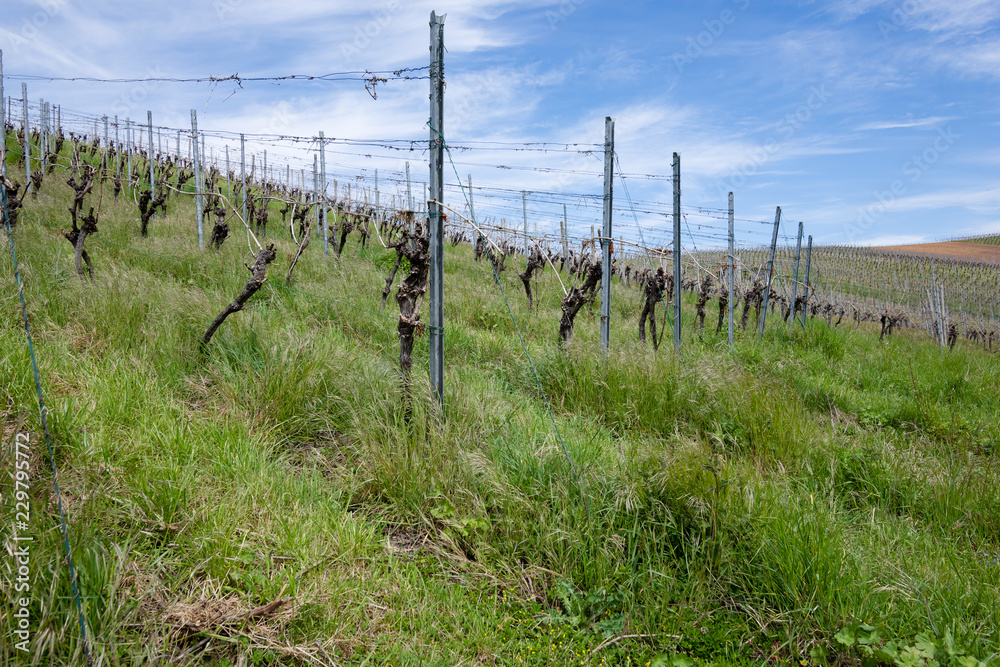 Der Weinberg II Stock Photo | Adobe Stock