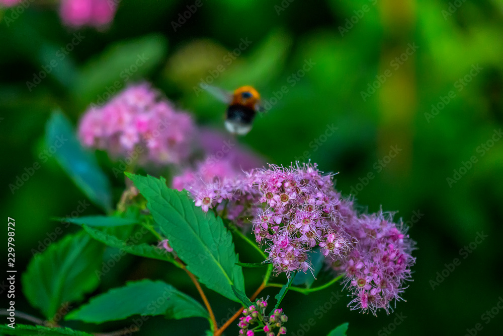 Spirea Japanese (feather-fern, Astilbe japonica) and cuckoo bee Stock ...