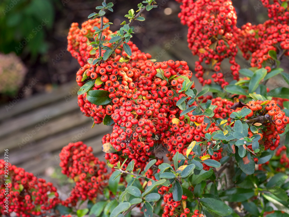 Foto de Arbuste, le Buisson ardent (Pyracantha coccinea) aux rameaux ...