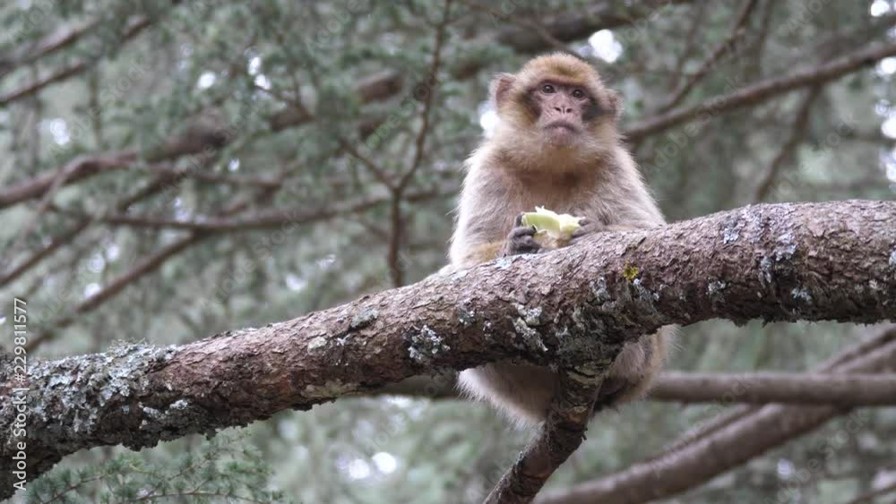 Barbary ape eating fruit in a tree at C√®dre Gouraud Forest in the ...
