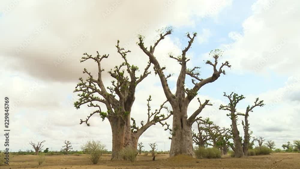 Right video pan on massive baobab trees in Sénégal. Adansonia is a ...