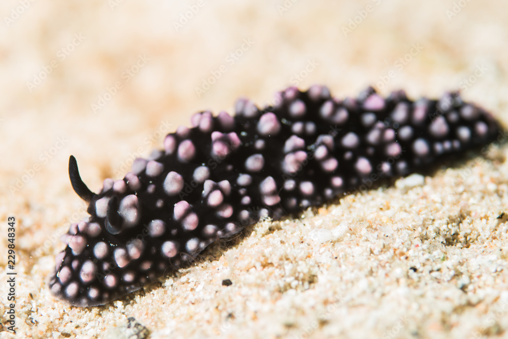 Black Sea Slugs