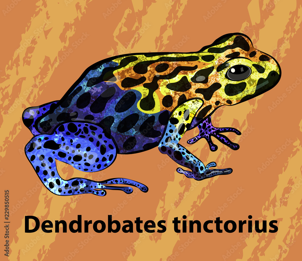 Poison dart frog with bright blue and yellow blemished texture skin ...