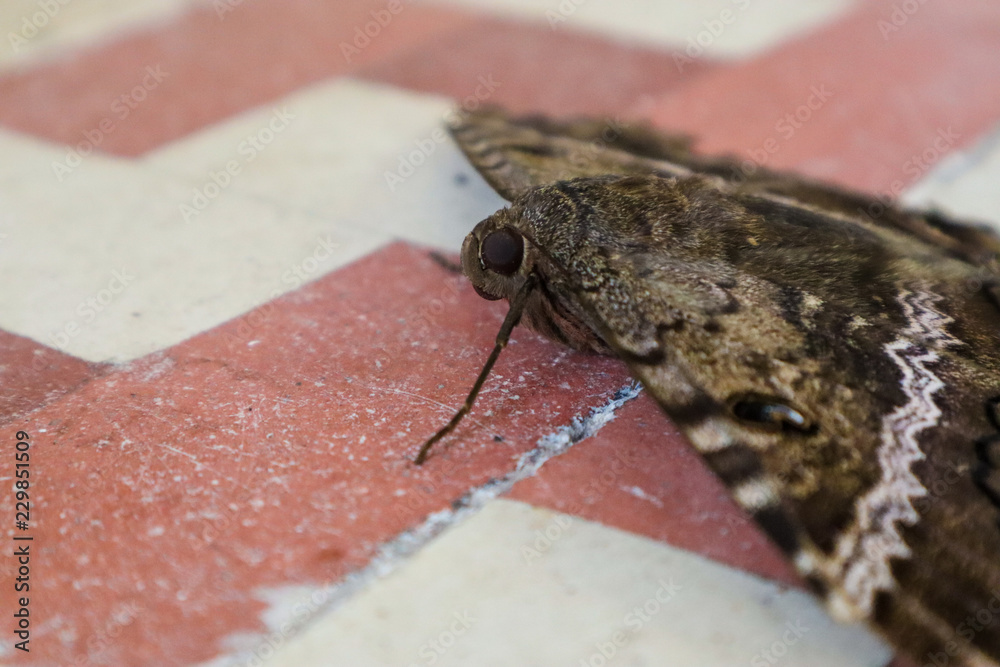 Foto de Black Witch Moth aka Butterfly of Death (Mariposa del Muerte ...