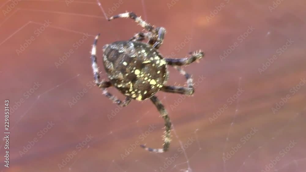 Spider. Garden Cross Spider. (Cross Orb-weaver) Araneus diadematus ...