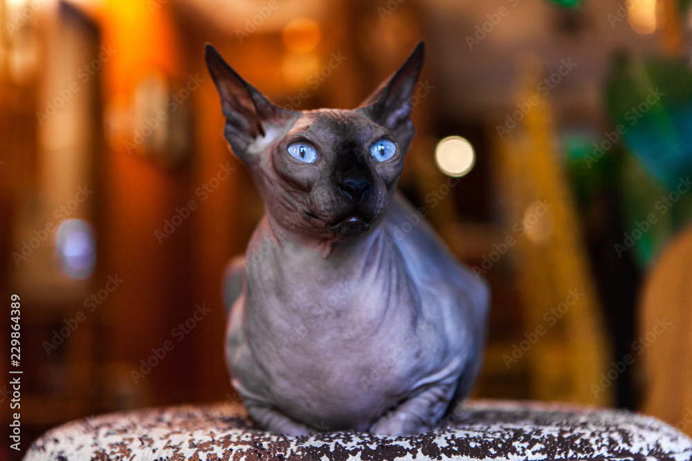 Blue Eyed Sphynx Cat