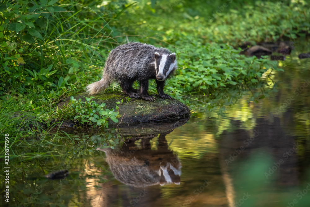 Badger in forest, animal in nature habitat, Germany, Europe. Wild ...