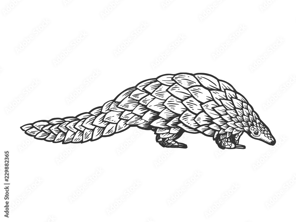 Pangolin animal engraving vector illustration. Scratch board style ...