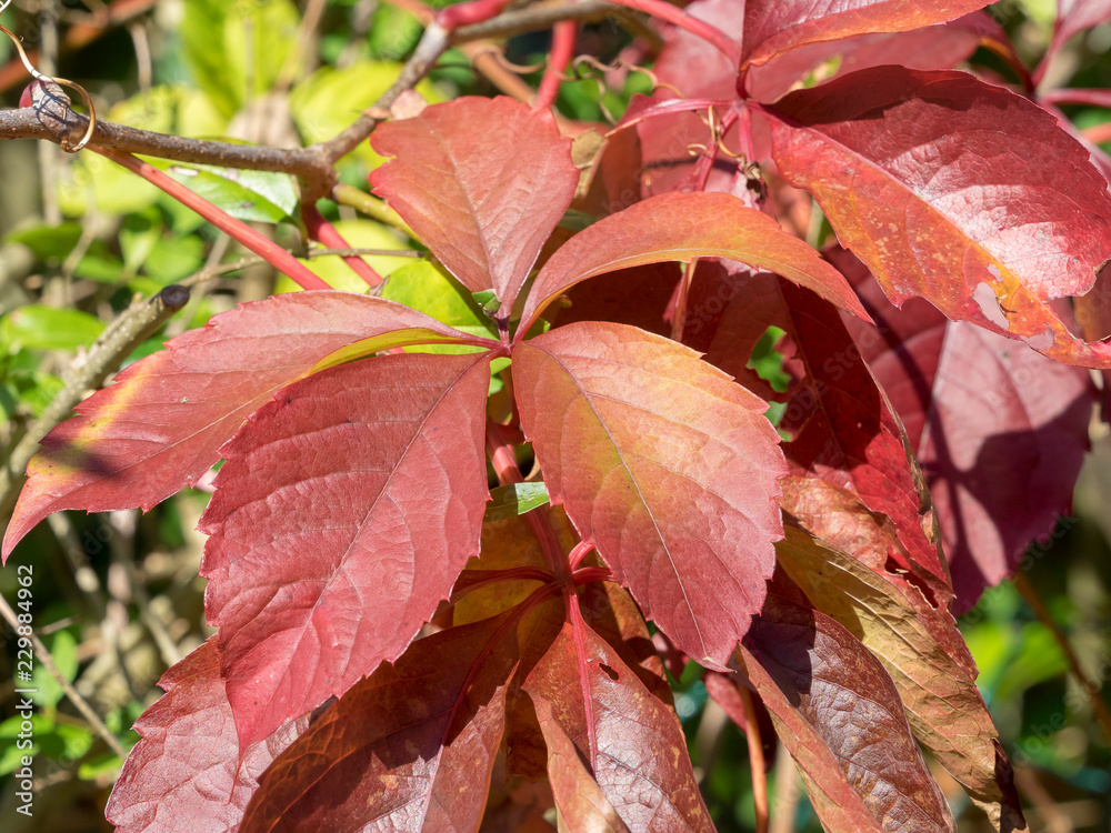 Parthenocissus quinquefolia. Vigne vierge à cinq folioles ou vigne ...
