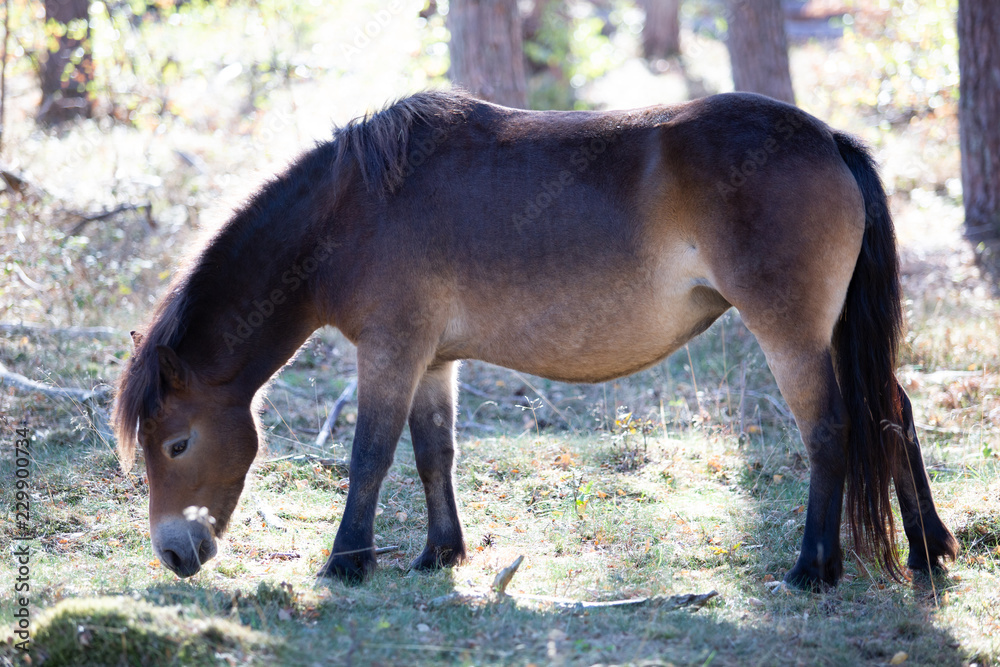 Pferd in freier Wildbahn Stock Photo | Adobe Stock