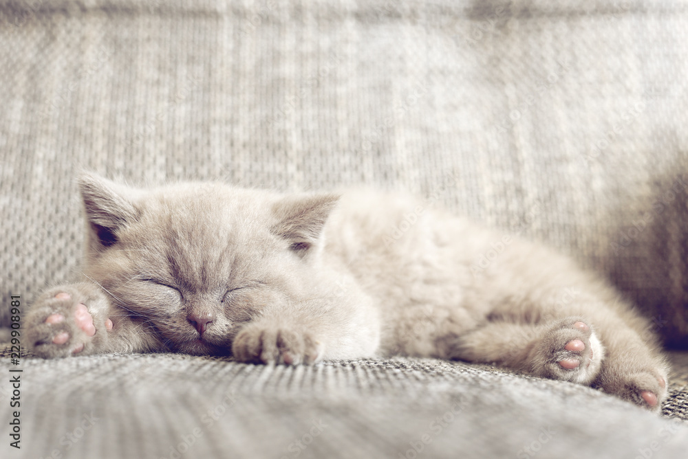 Babykatze Stock-Foto | Adobe Stock