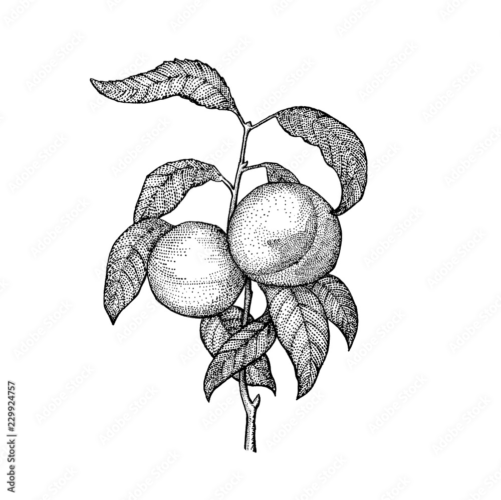 Stippling Botanical Illustration of Peach Tree and Leaves Stock イラスト ...
