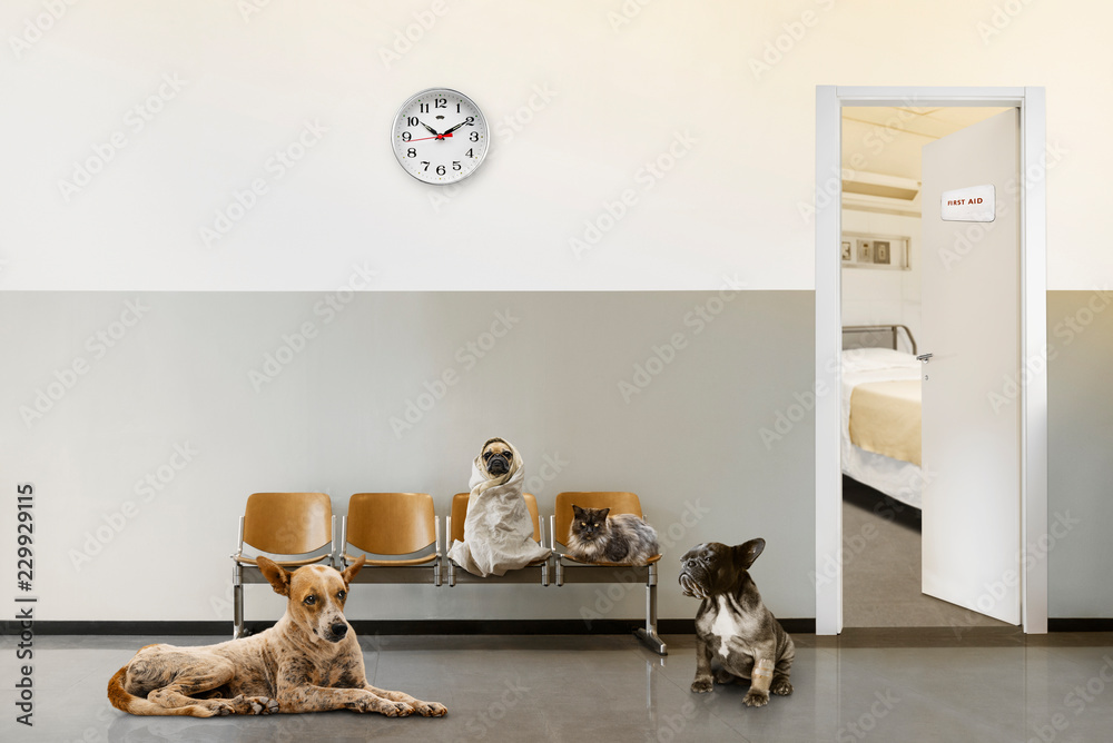 veterinary waiting room with chairs, clock, open door and group of ...