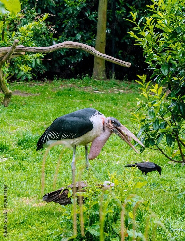 Marabou stork (Leptoptilos crumenifer) standing with his bill open ...