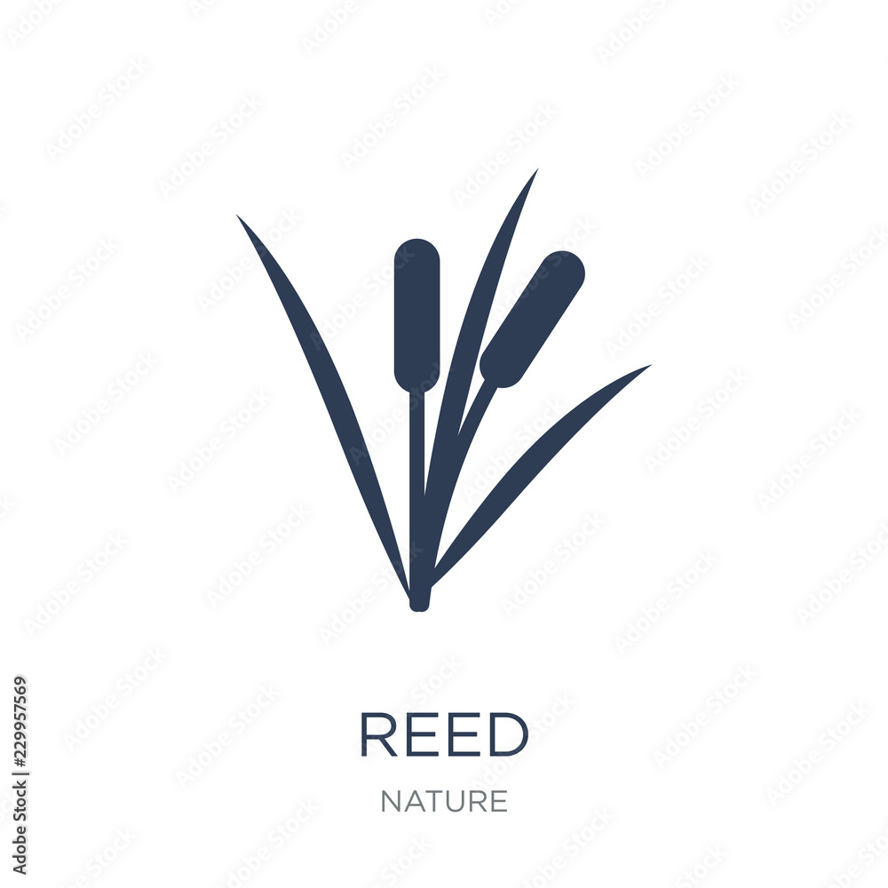 Reed icon. Trendy flat vector Reed icon on white background from nature ...