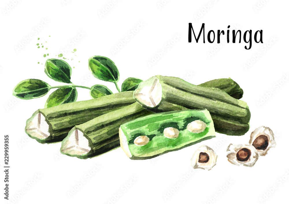 Pods and seeds of Moringa. Watercolor hand drawn illustration, isolated ...