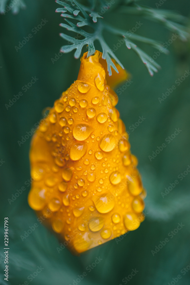 Droopy California poppy with water droplets Stock Photo | Adobe Stock