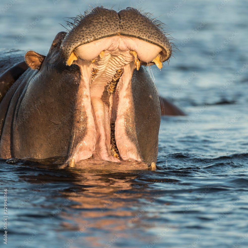Mouth of hippo Stock Photo | Adobe Stock