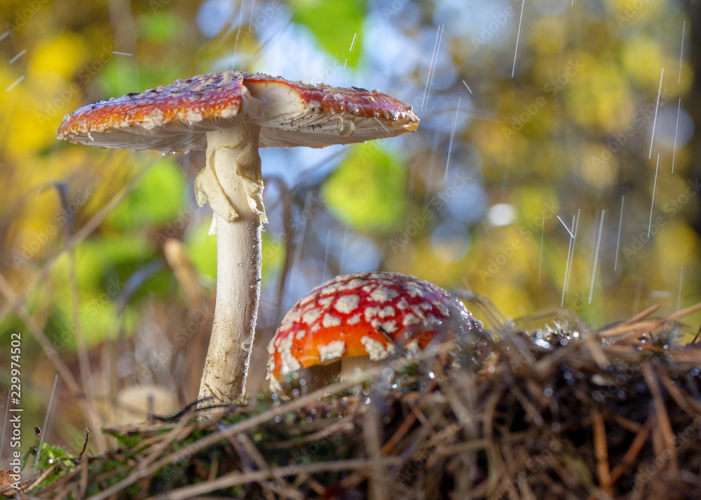 Amanita muscaria fly agaric red mushrooms with white spots in grass ...