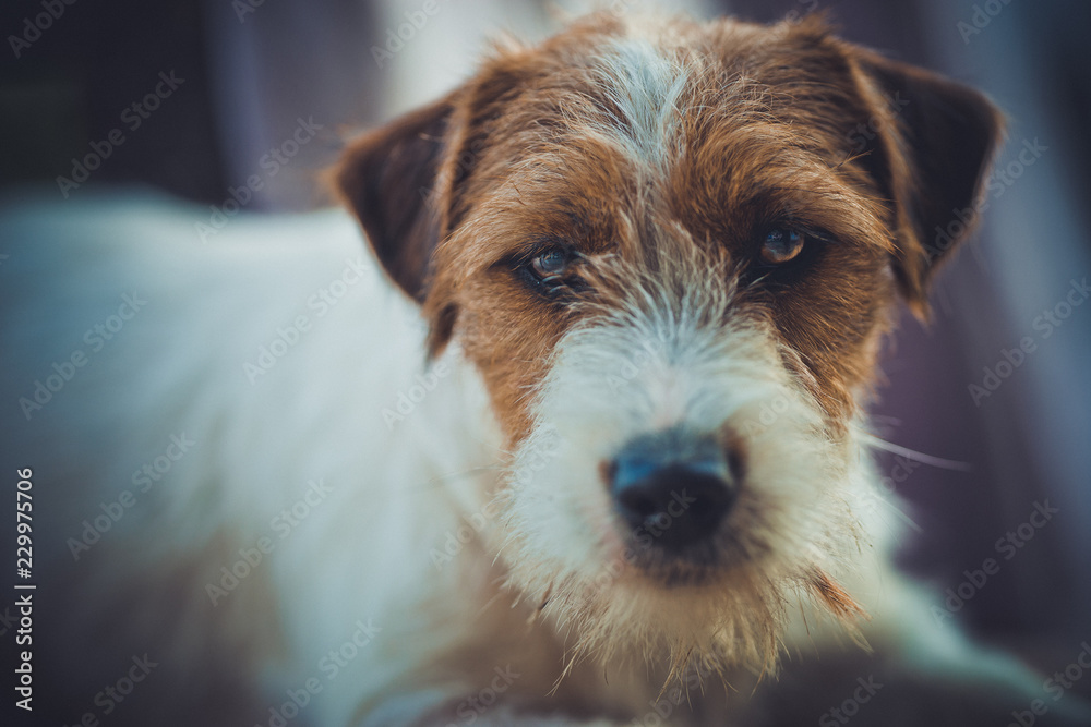 Broken Coated Jack Russell Terrier