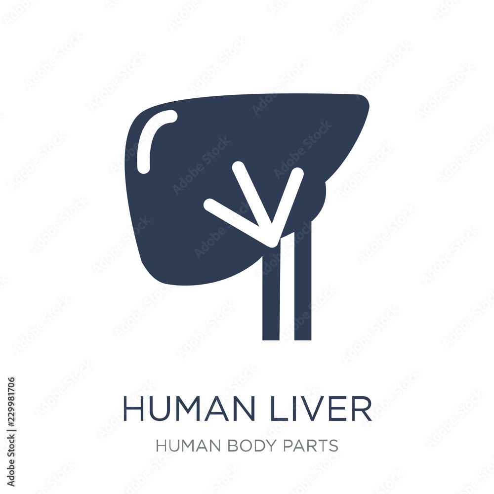 Human Liver icon. Trendy flat vector Human Liver icon on white ...