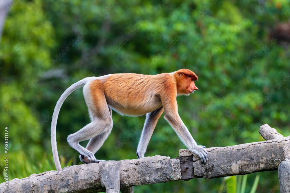 Proboscis Monkeys in the mangroves in Sabah, Borneo Stock Photo | Adobe ...